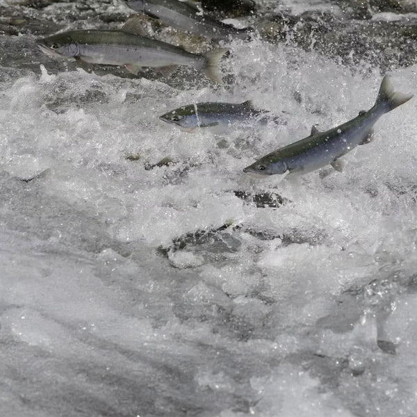 Copper River Salmon | Best Salmon In The World – Alaska Fresh Seafood